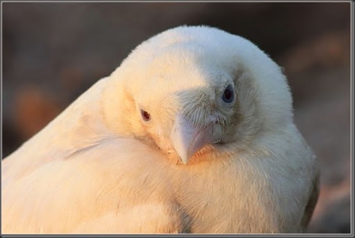 Arcanoteca: Menu Artigos: O corvo Branco